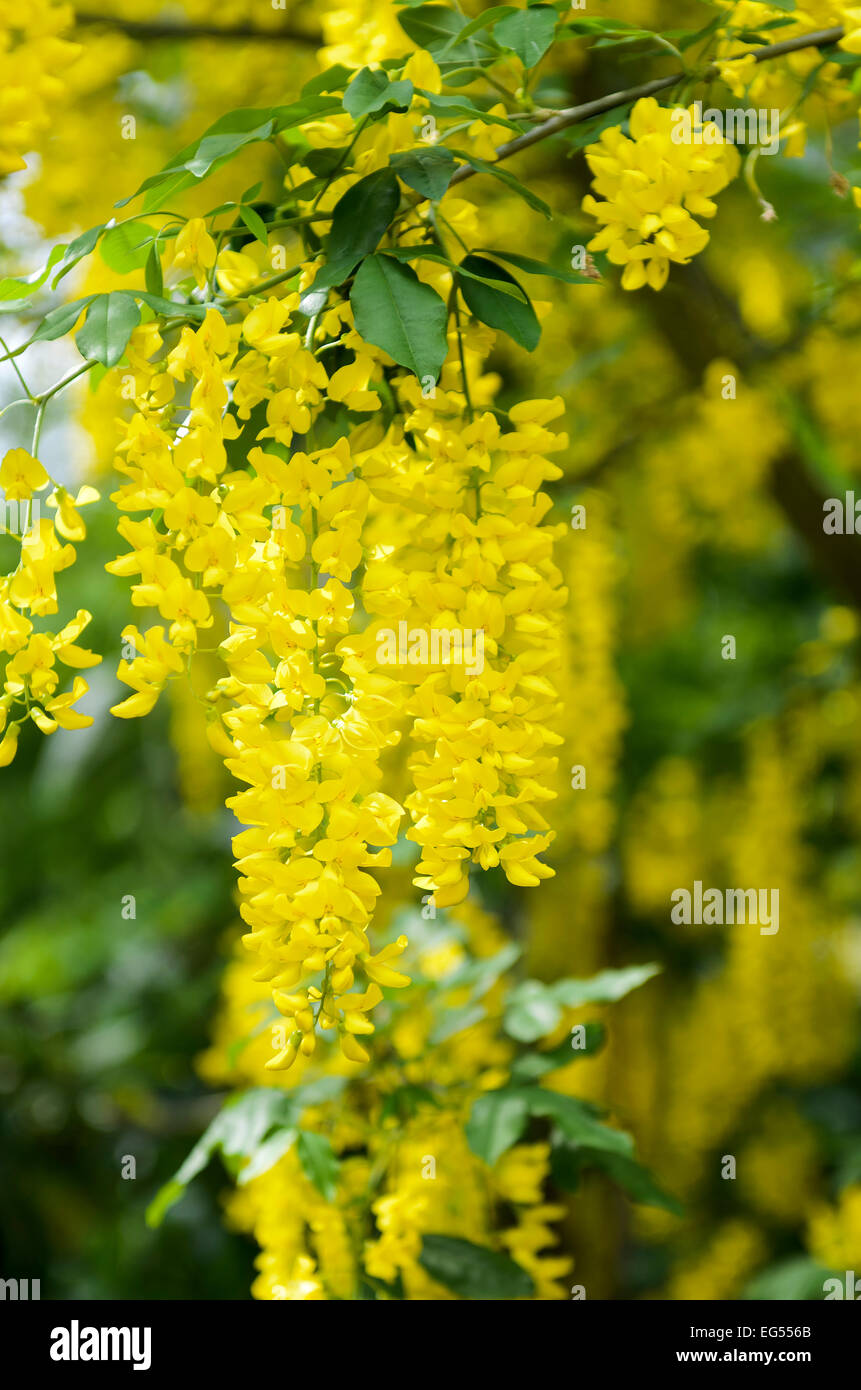 Common laburnum Laburnum anagyroides in full flower Stock Photo - Alamy