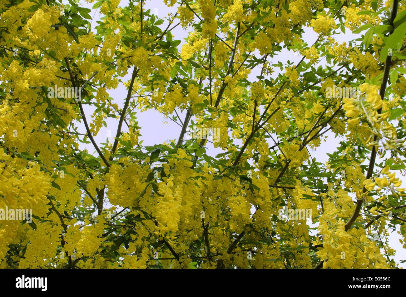 Common laburnum Laburnum anagyroides in full flower Stock Photo - Alamy