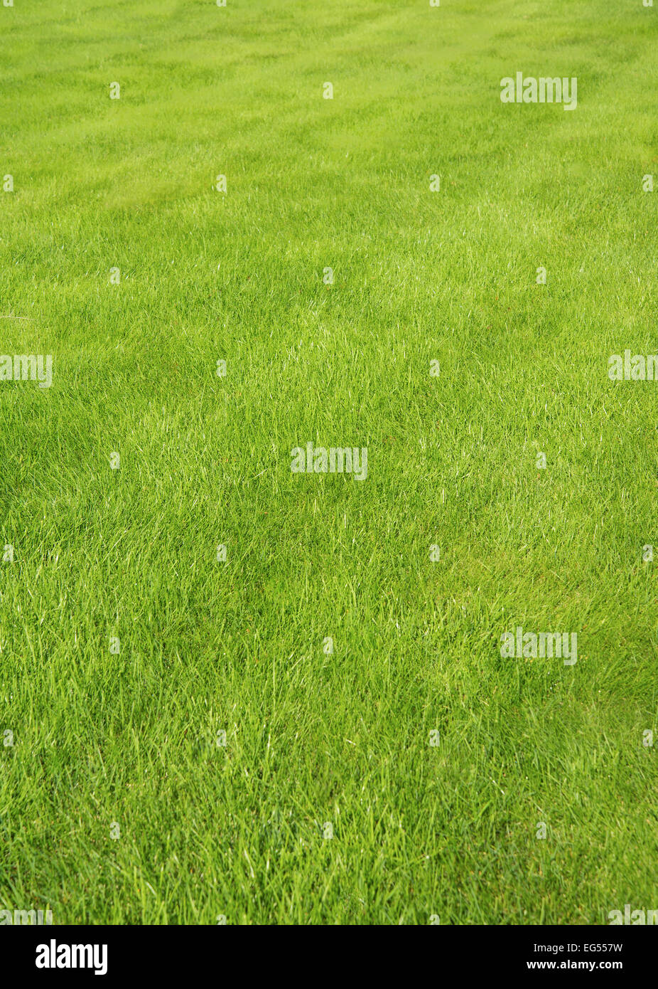 Green grass lawn with sunny and rainy days Stock Photo - Alamy