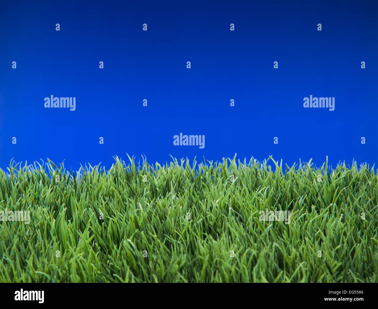 Lawn grass seed hi-res stock photography and images - Alamy