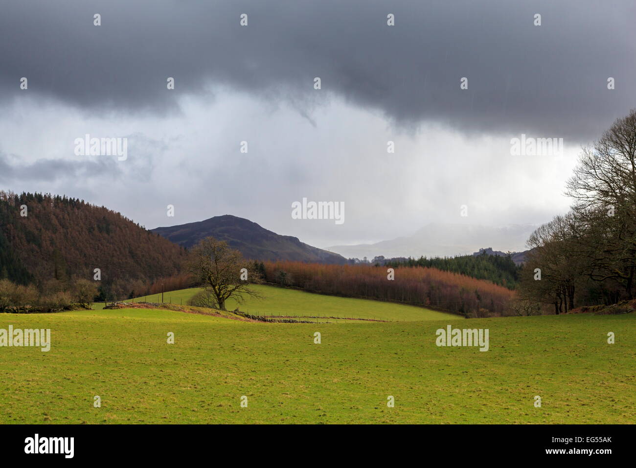 Welsh rain forest hi-res stock photography and images - Alamy