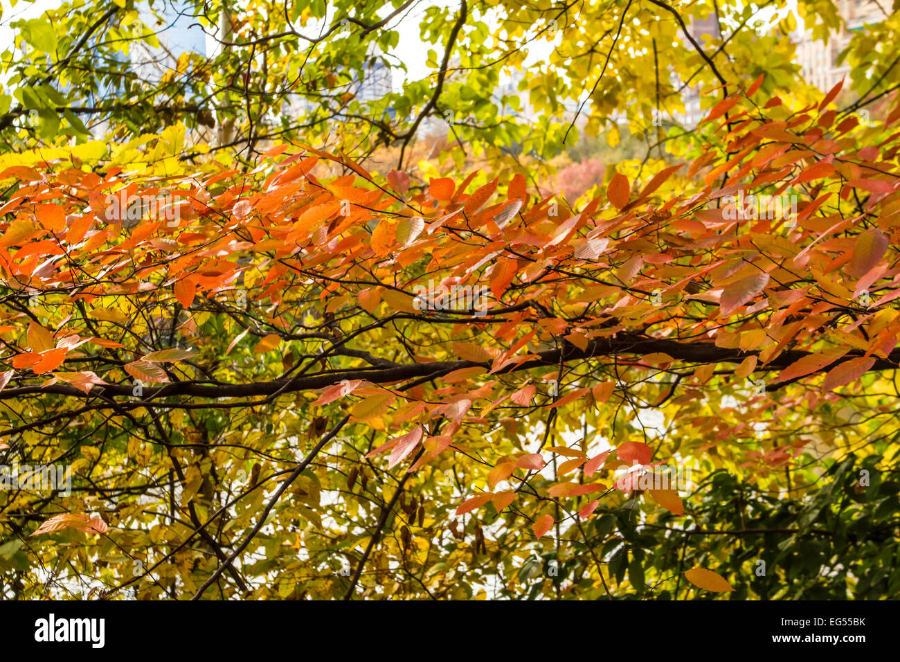 A golden autumn leaves background Stock Photo - Alamy