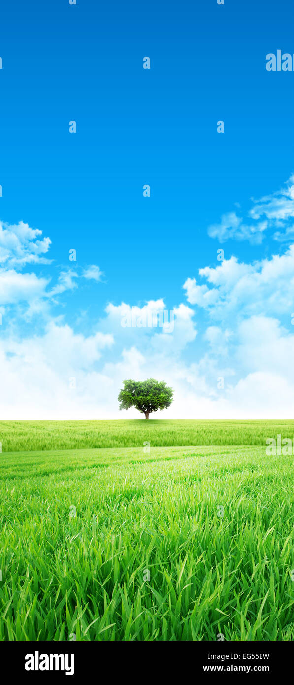 Fresh field of green grass growing slowly under the rising sun Stock ...