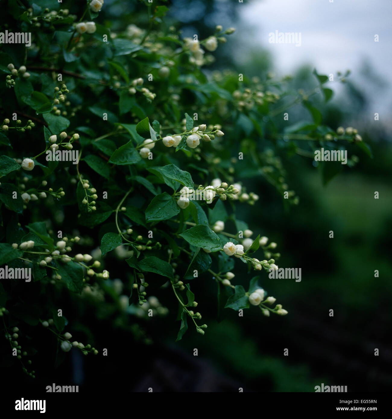 Jasmine blossom hi-res stock photography and images - Alamy