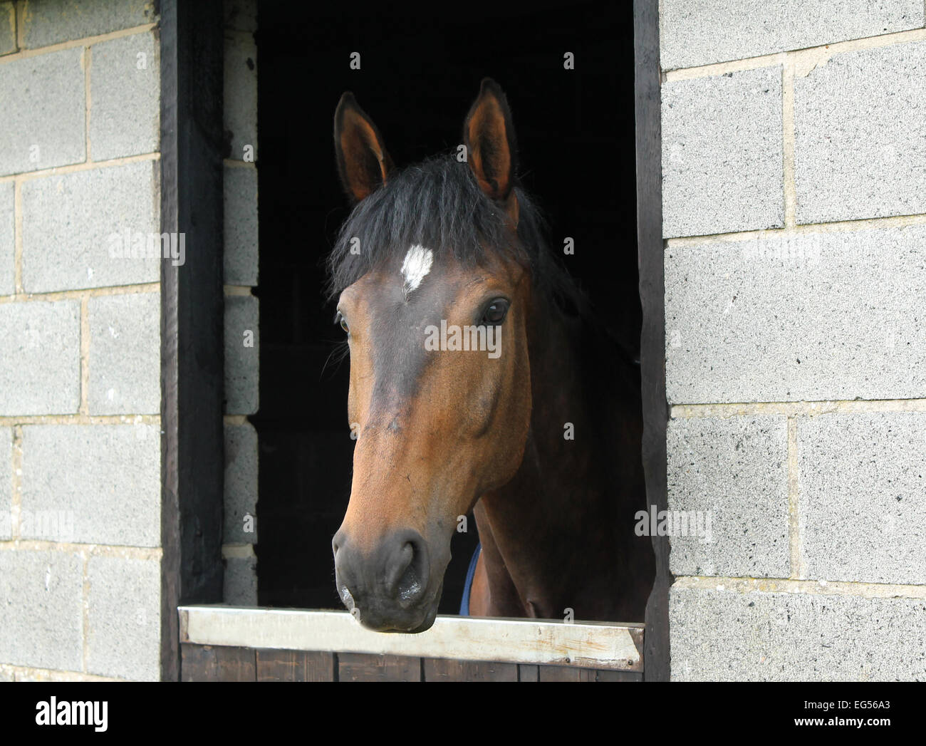 Wooden horse stable hi-res stock photography and images - Alamy