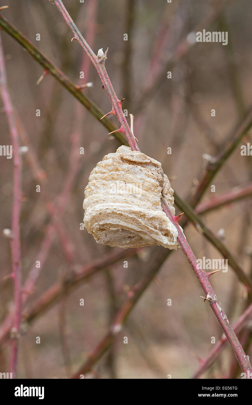 Chinese Mantis, Tenodera sinensis, egg case, north american insect ...