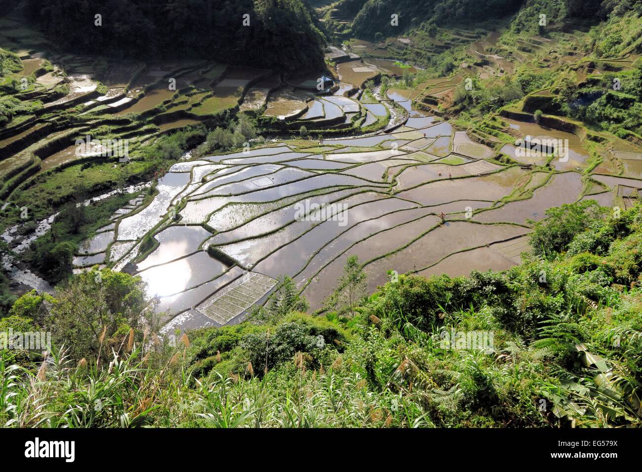 Famous UNESCO world heritage rice terraces in Bangaan near Banaue ...