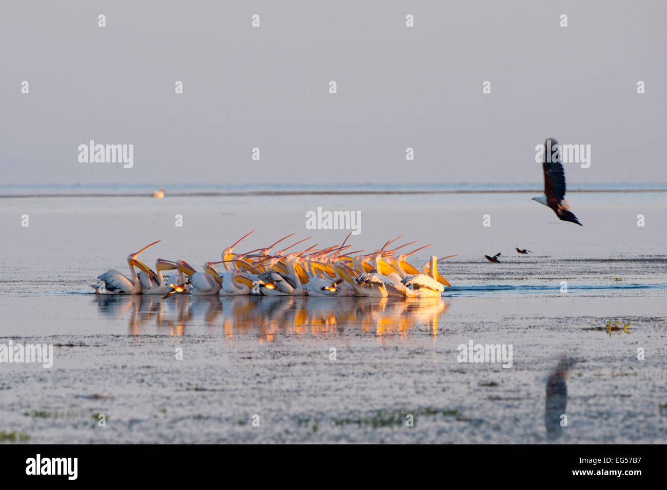 Chunga zambia hi-res stock photography and images - Alamy