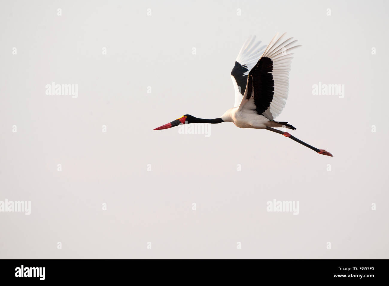 Largest stork in the world hi-res stock photography and images - Alamy