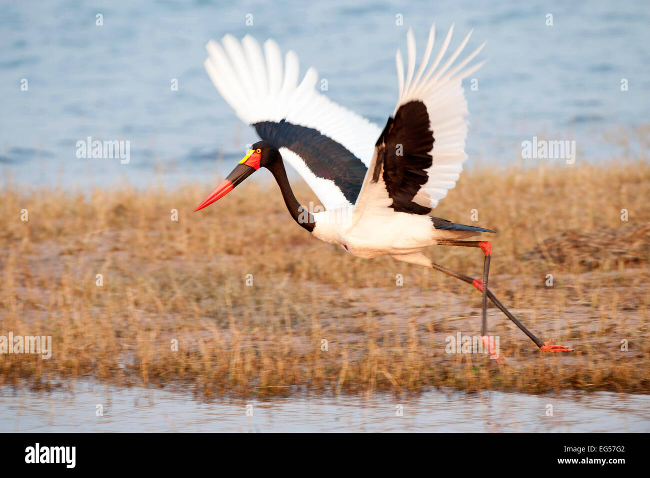 Largest stork in the world hi-res stock photography and images - Alamy