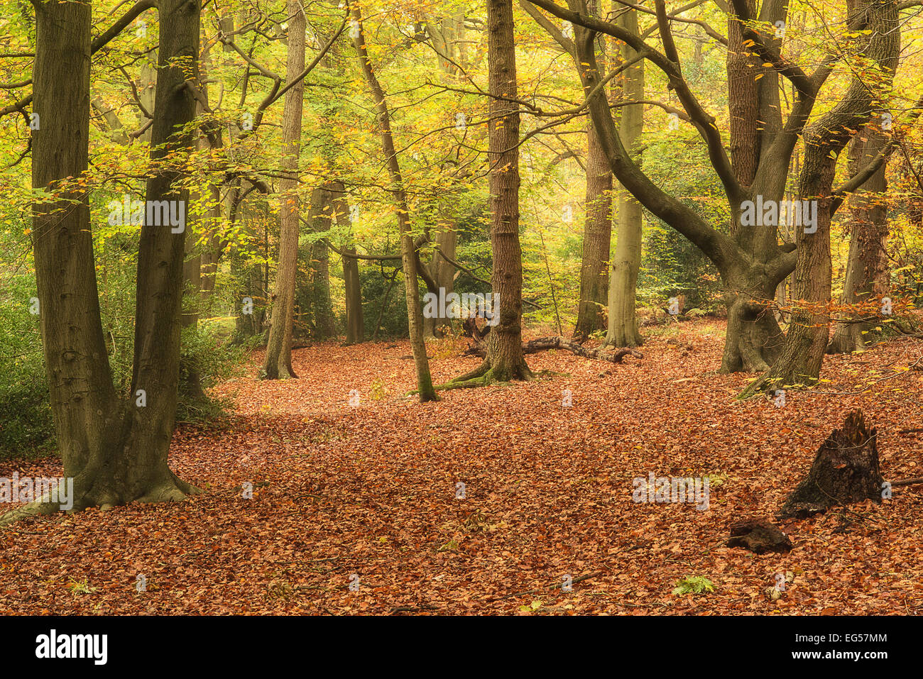 Beautiful vibrant Autumn Fall colors in forest landscape Stock Photo ...