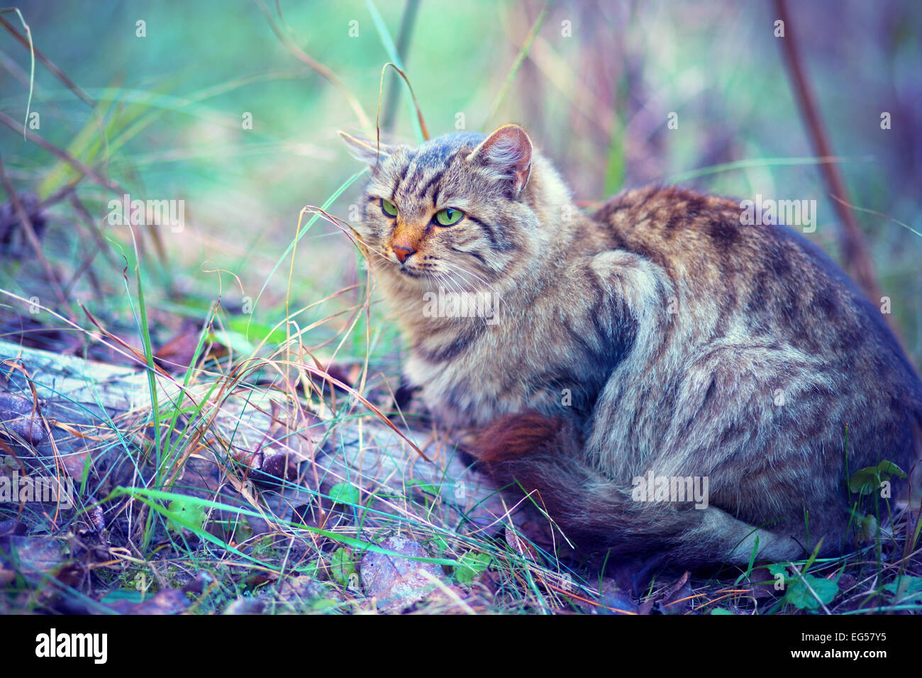 Cute siberian cat sits on a fallen tree in the forest Stock Photo - Alamy