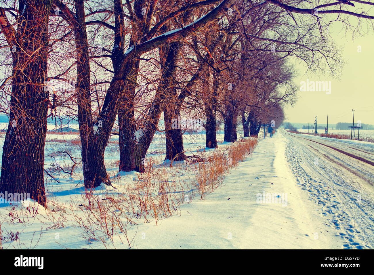 Trees along winter snowy road Stock Photo - Alamy