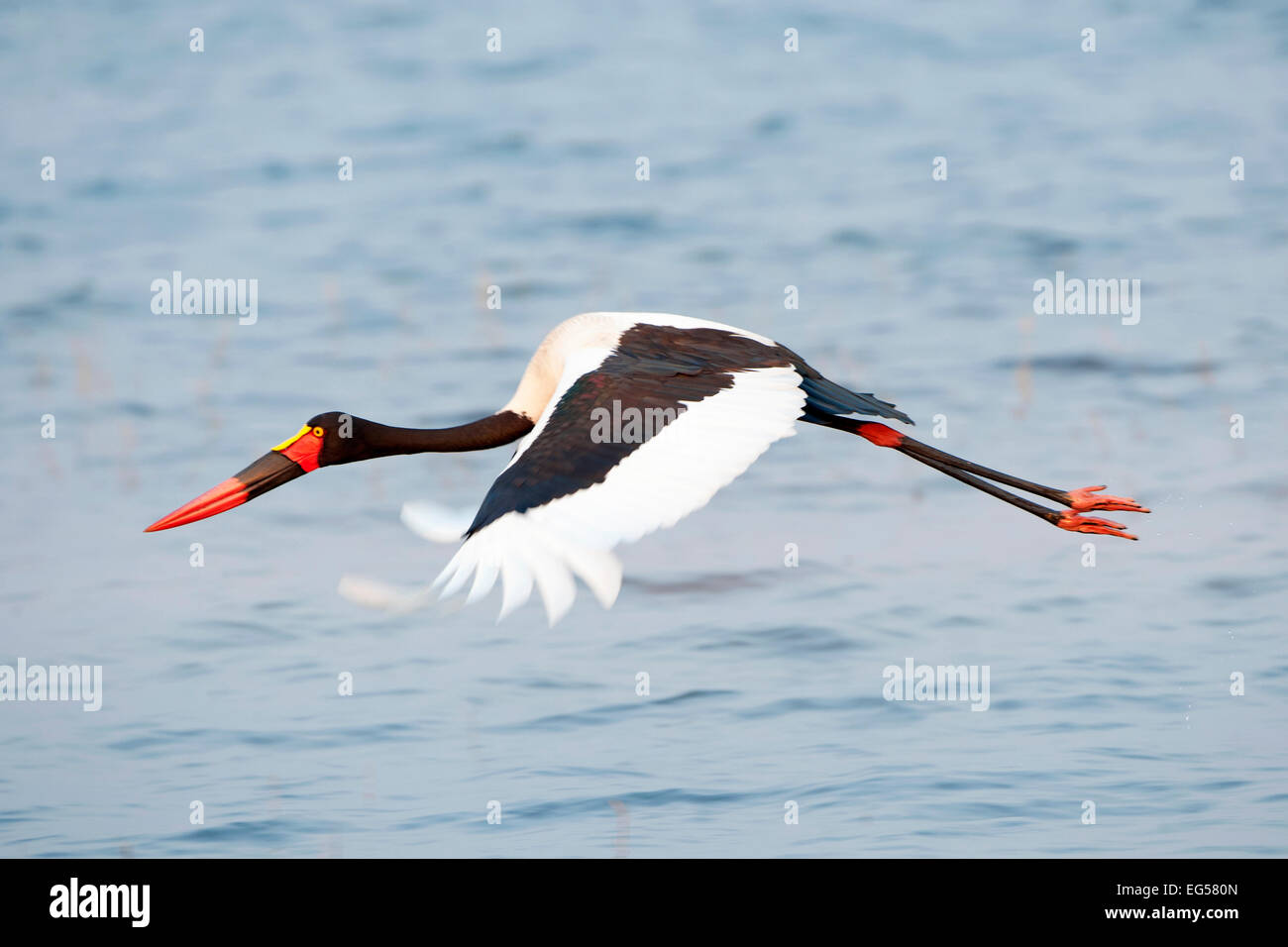 Largest stork in the world hi-res stock photography and images - Alamy