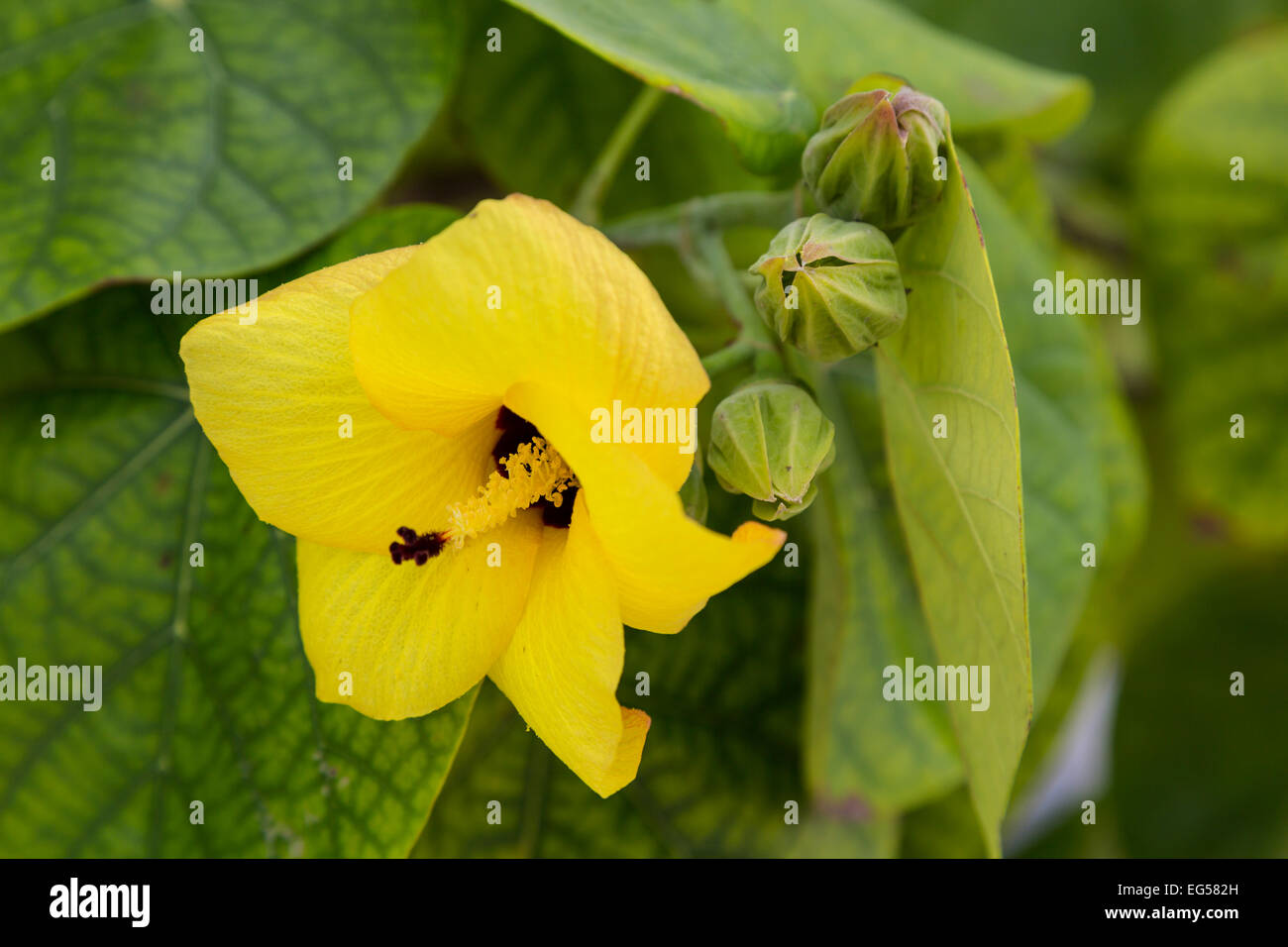 Closeup of a yellow flower on Princess Cays, Bahamas Stock Photo - Alamy