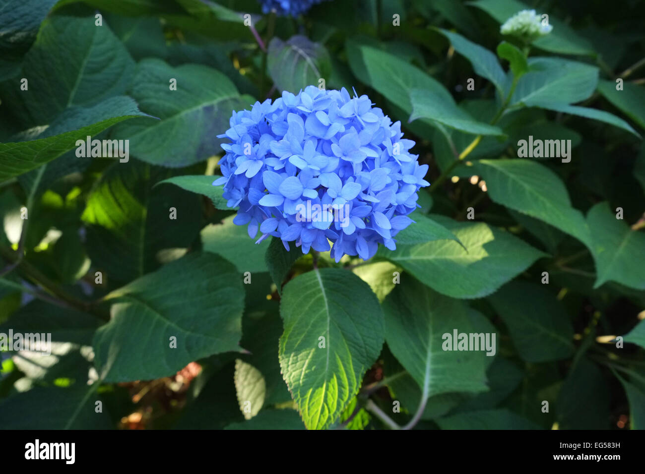 Stem hydrangea blue ball bush summer hortensia shade hi-res stock ...