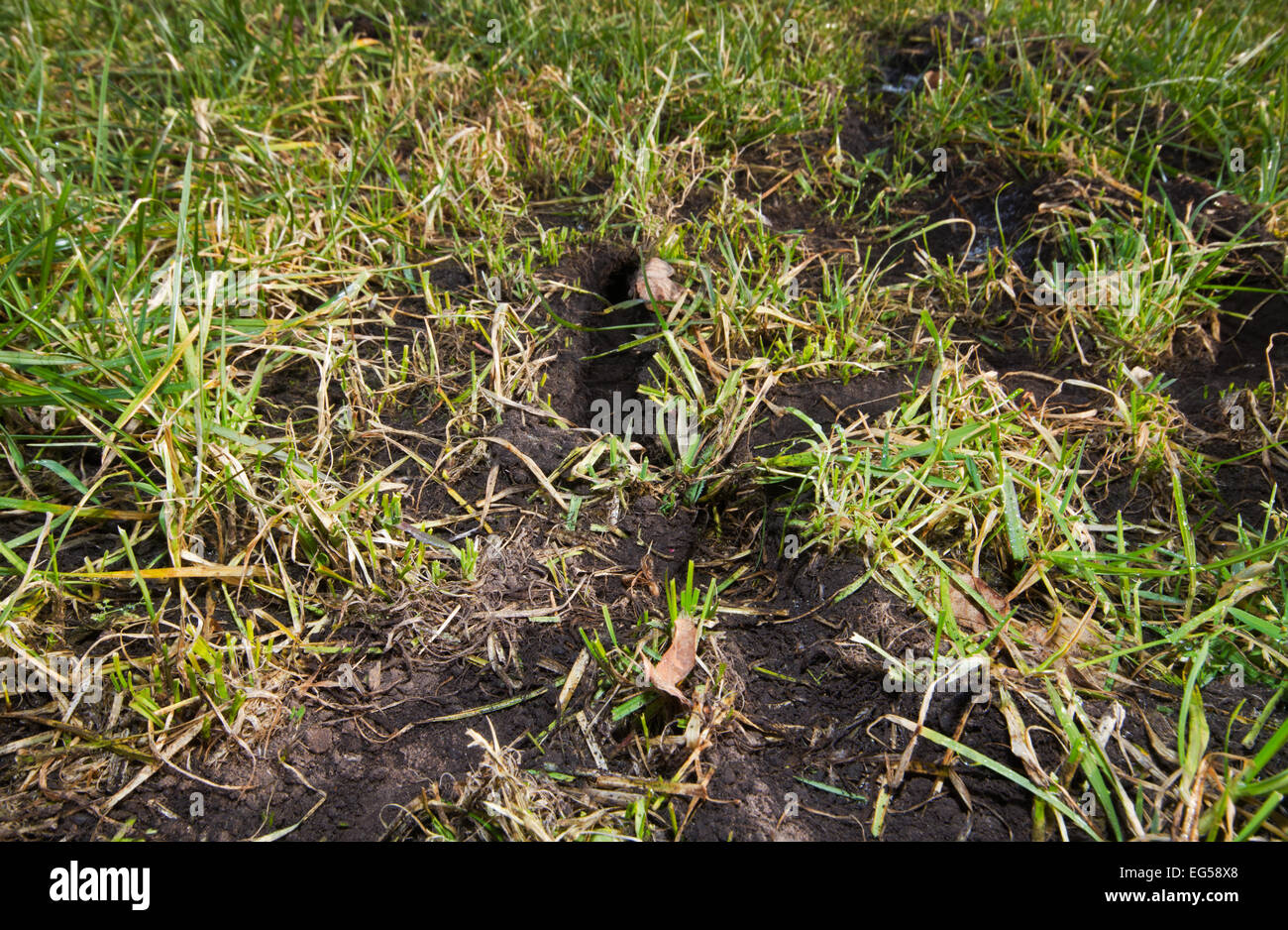 Turf pest by Meadow Mice: runways and hole of Common vole Stock Photo ...