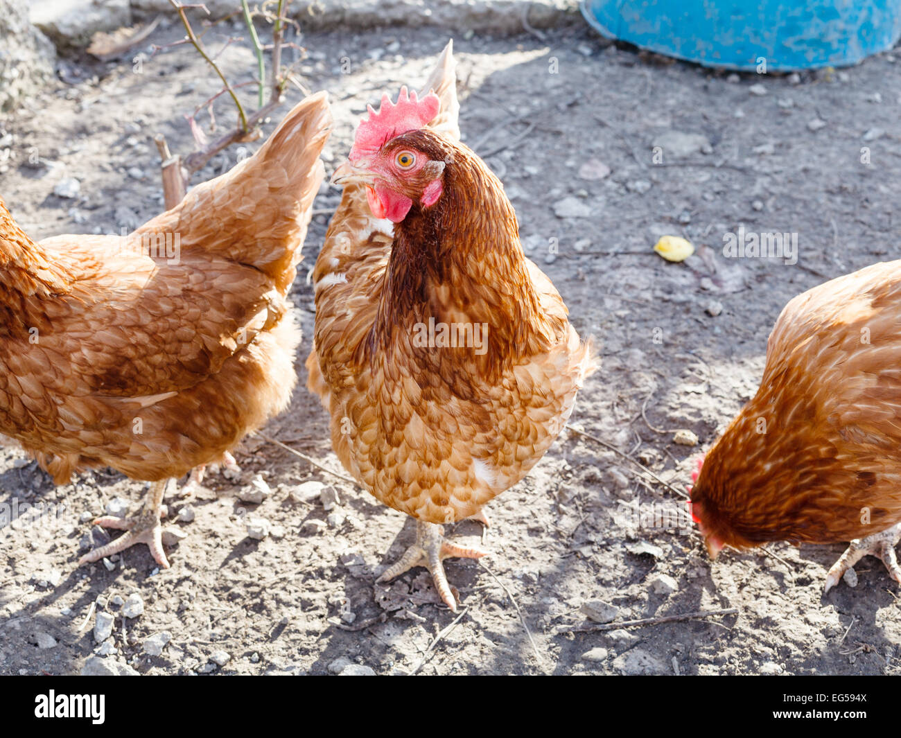 Red chickens hi-res stock photography and images - Alamy