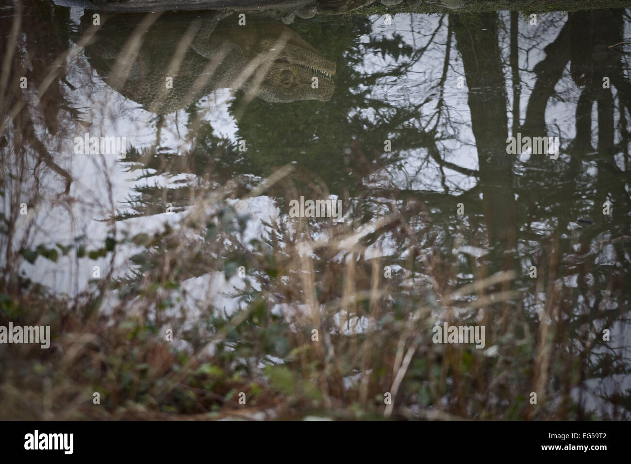 London, UK. 25th Jan, 2015. Victorian dinosaurs - Labyrinthodon ...