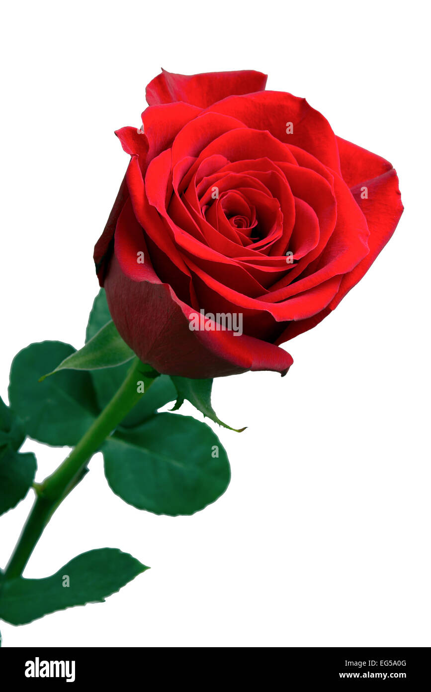 Rose in while background Stock Photo - Alamy