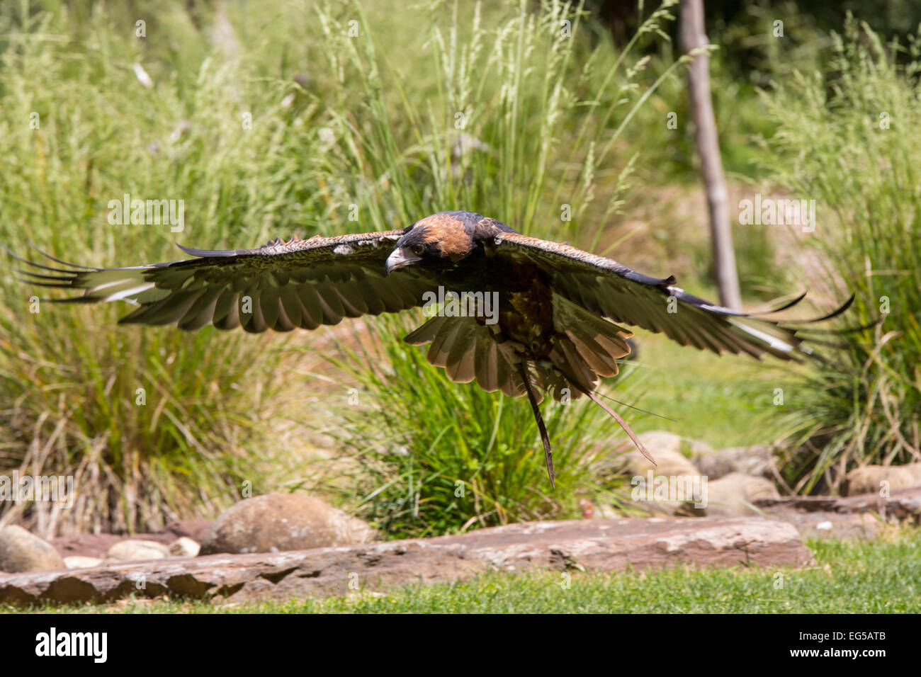 Flying Wedge-tailed Eagle Stock Photo - Alamy