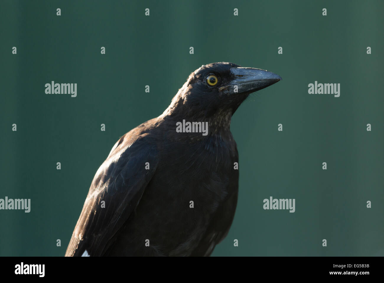 A photograph of a pied Currawong on a fence. The photograph was taken ...
