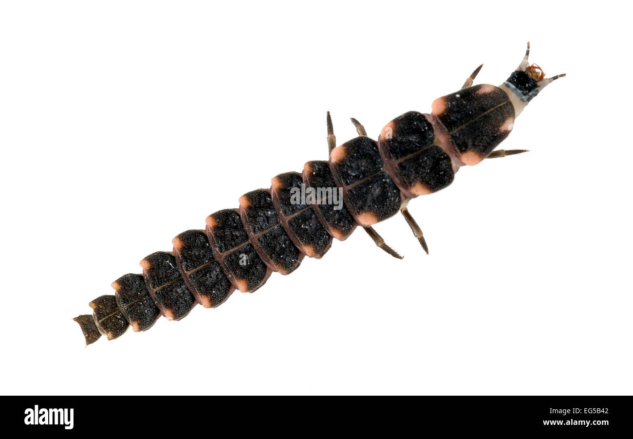 Lampyris larva, glowworm on white Stock Photo - Alamy