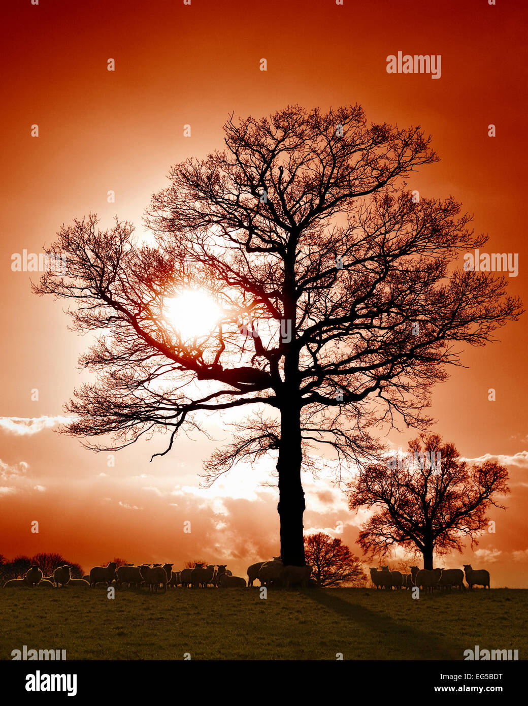 Silhouette of trees and sheep hi-res stock photography and images - Alamy