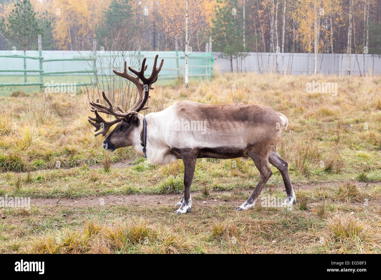 Reindeer in the paddock on the farm Stock Photo - Alamy