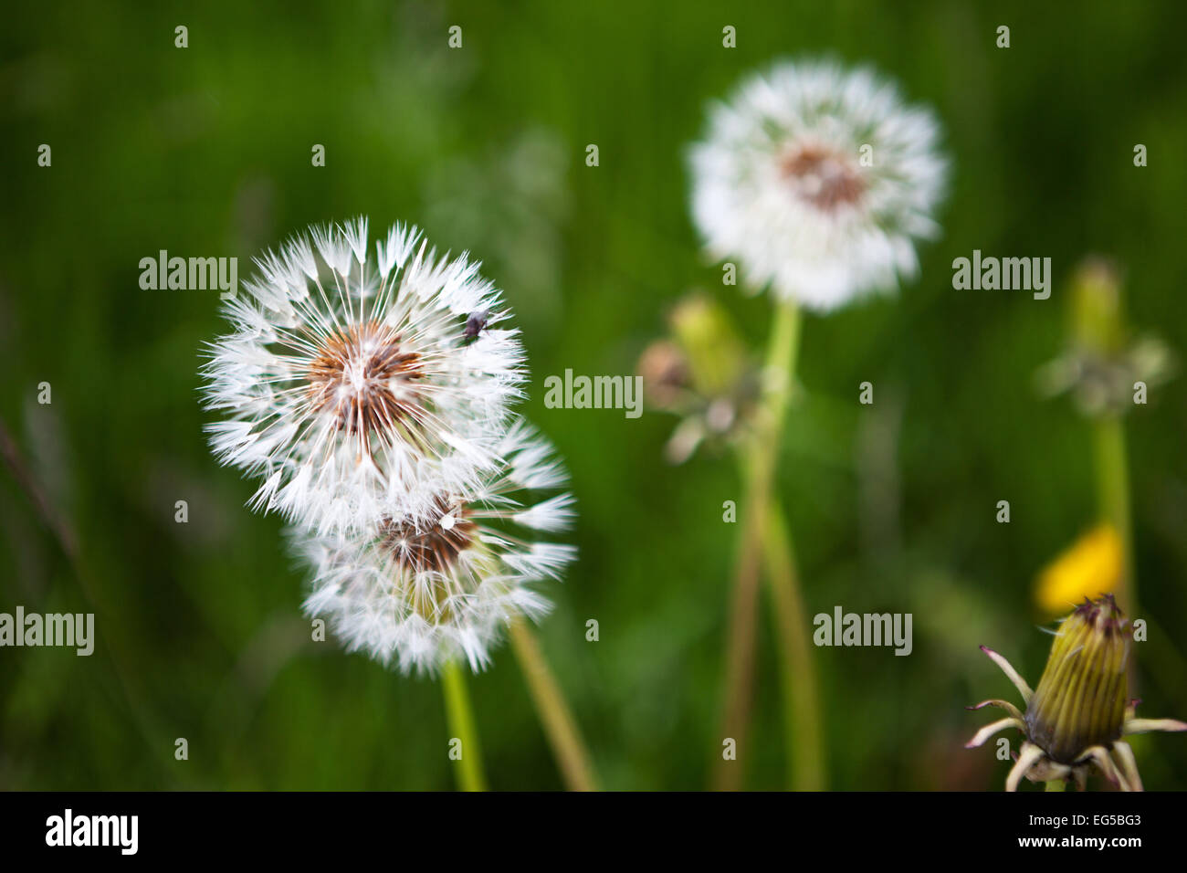 Ripened and unripened hi-res stock photography and images - Alamy