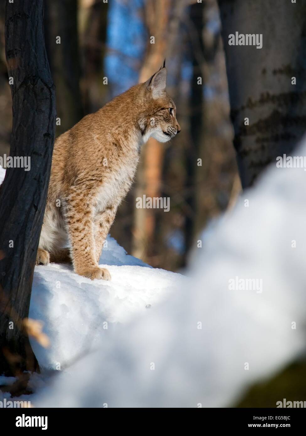 The tamed Eurasian lynx is sitting on the snow in the forest Stock ...
