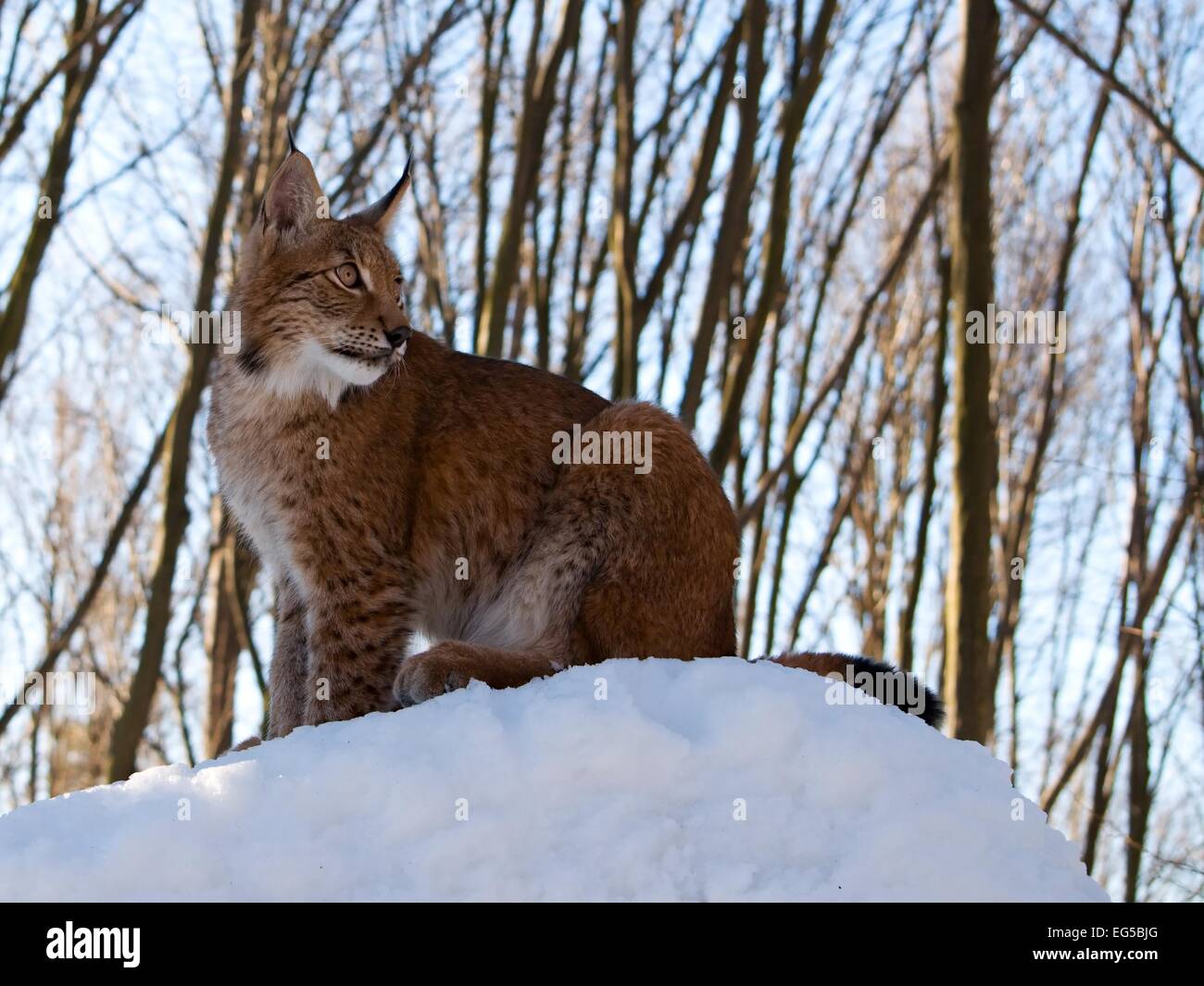 The tamed Eurasian lynx is sitting on the snow in the forest Stock ...