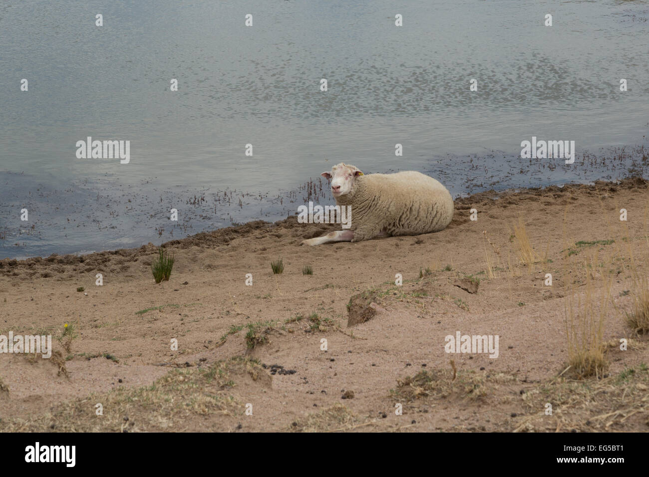 Drinking water sheep hi-res stock photography and images - Alamy