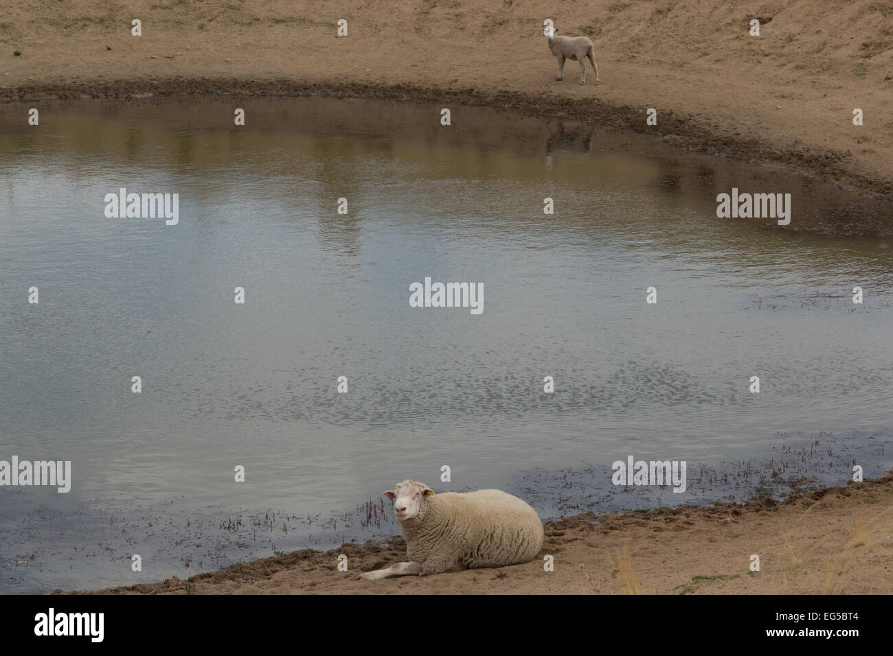 Sheep dam hi-res stock photography and images - Alamy