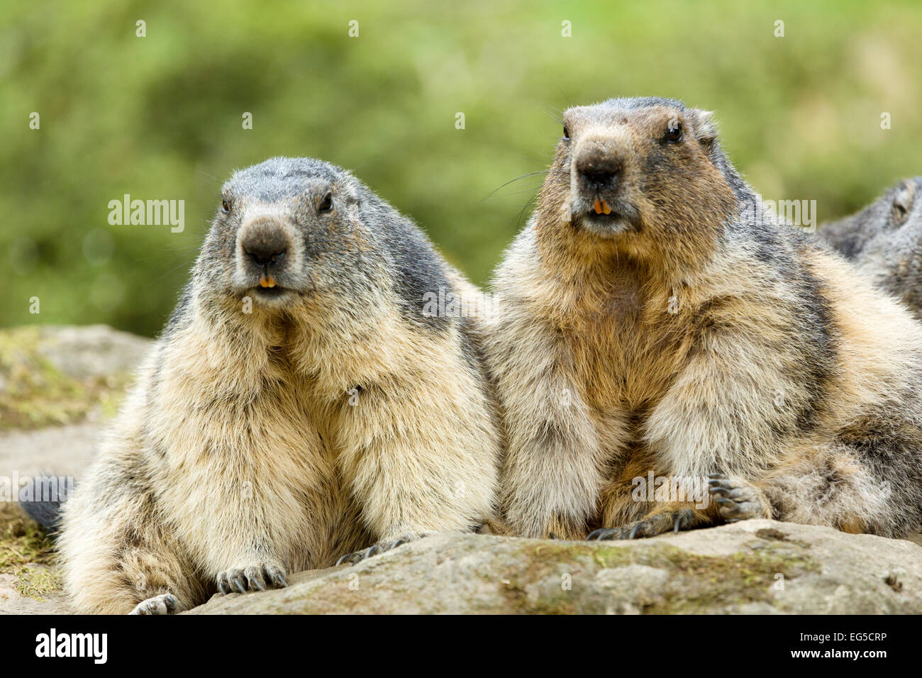 Alpin marmot hi-res stock photography and images - Alamy