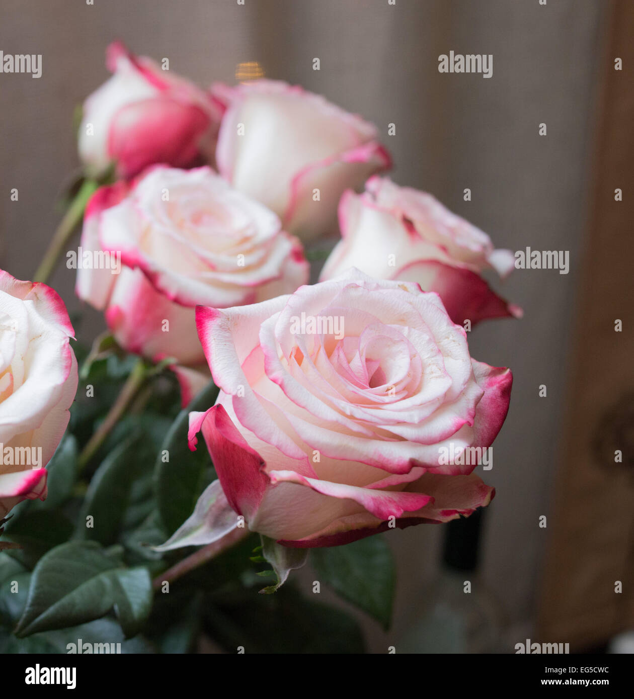 Roses in vintage style. Pink flower background Stock Photo - Alamy