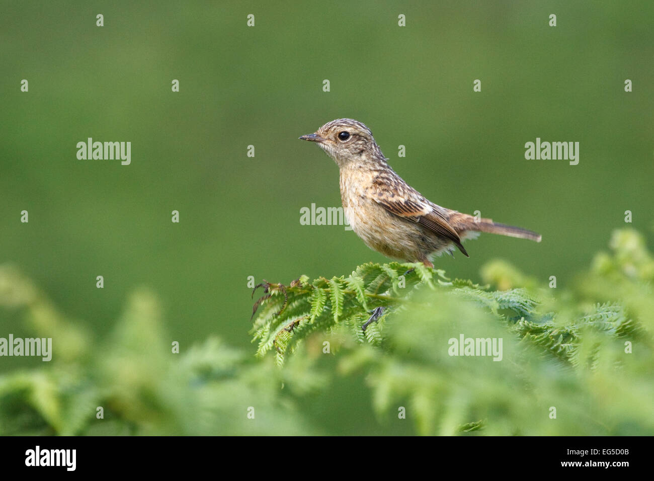 Juvenile whinchat hi-res stock photography and images - Alamy
