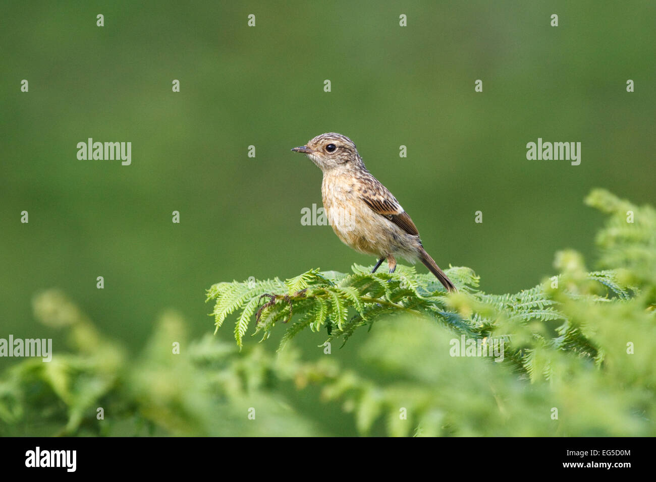 Juvenile Whinchat High Resolution Stock Photography and Images - Alamy