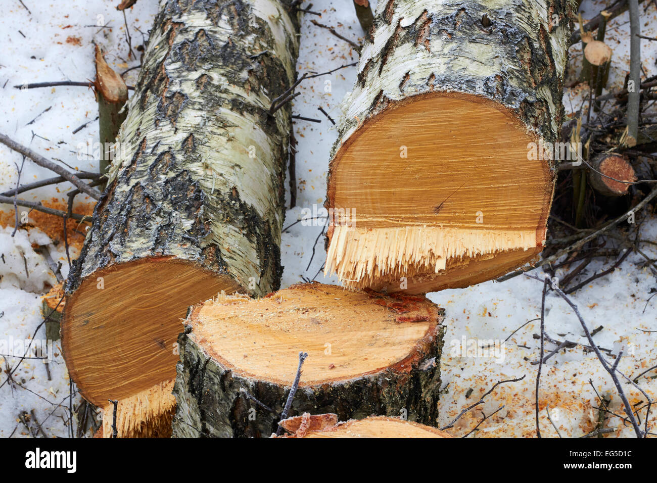 Cut birch hi-res stock photography and images - Alamy