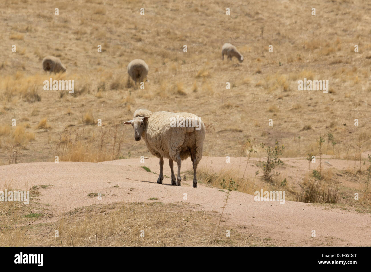 A photograph of some sheep on a very dry drought affected Australian ...