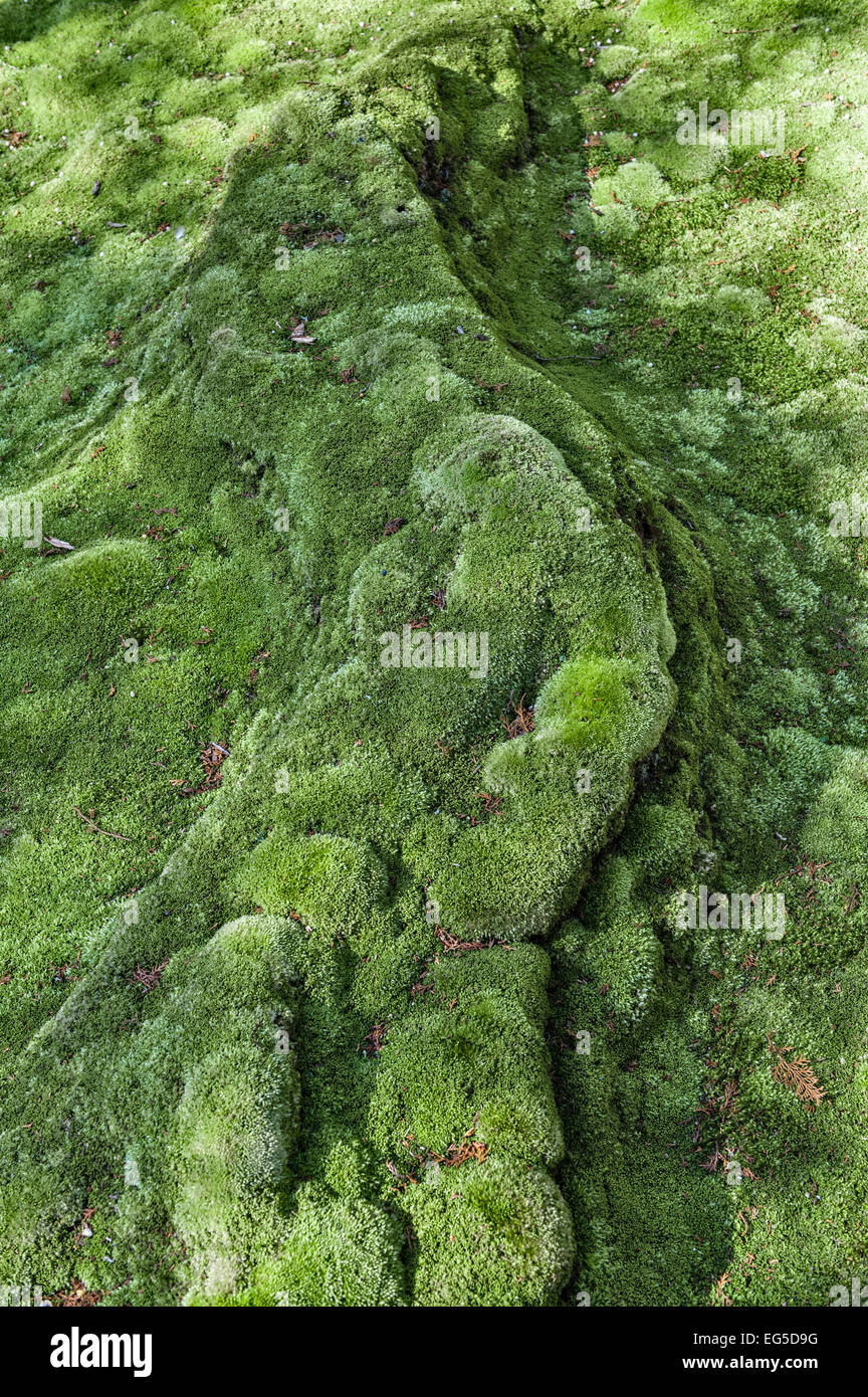 Kokedera Moss Garden Japan Stock Photos & Kokedera Moss Garden Japan ...