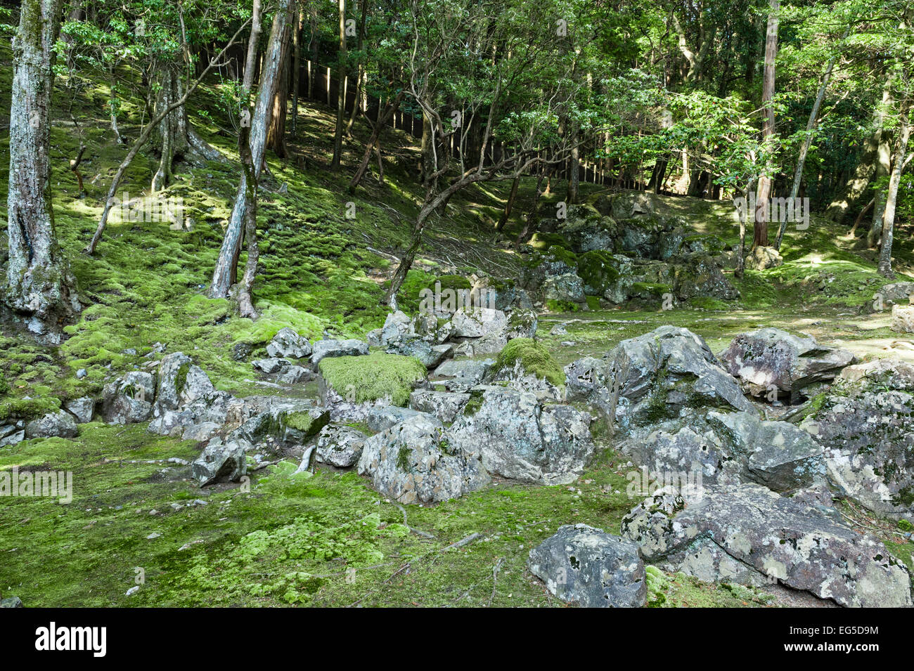 In the mossy 14c woodland gardens of Saiho-ji zen temple (Koke-dera ...