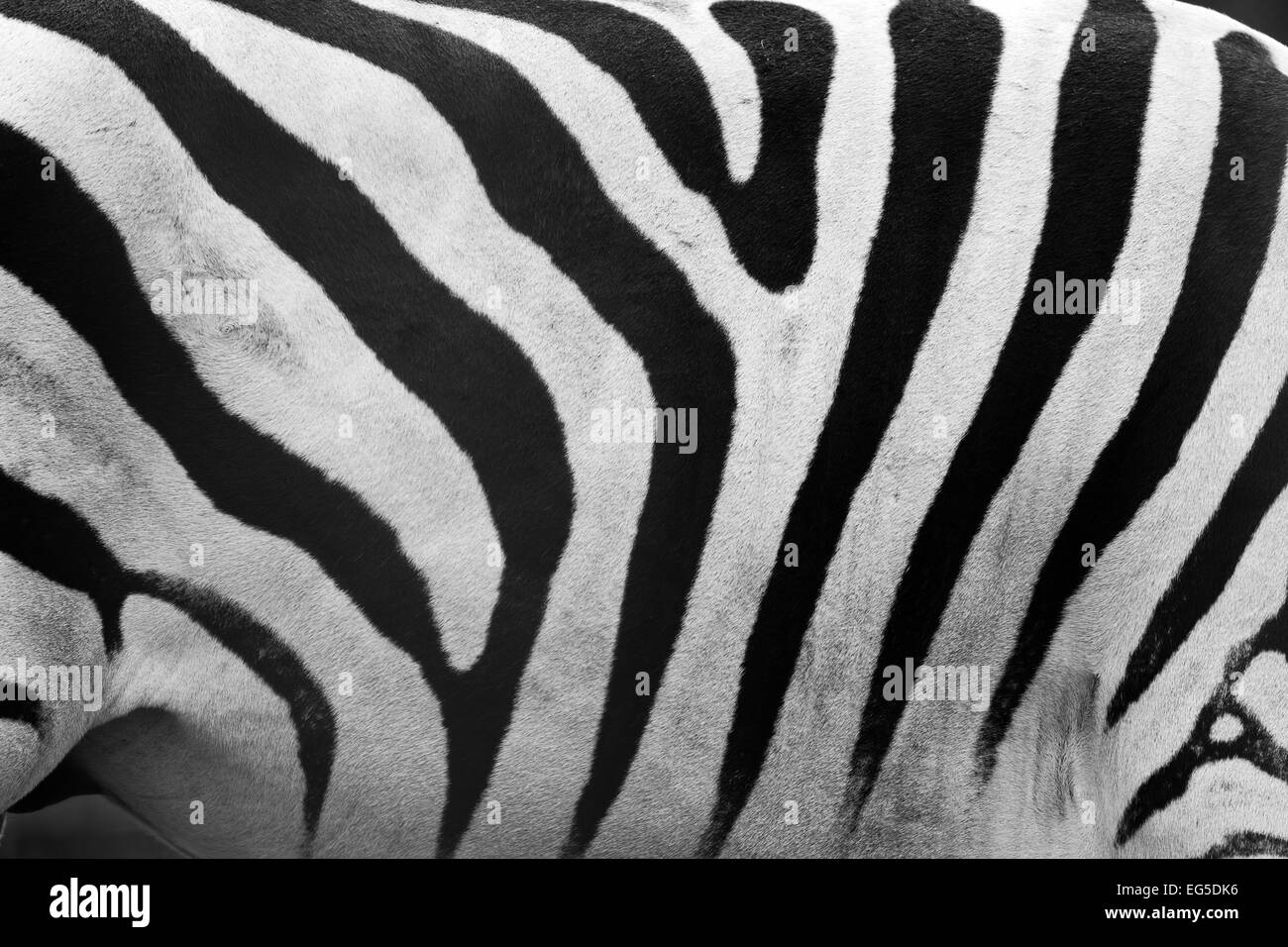 Real zebra pattern close-up. Black and white stripes background Stock ...