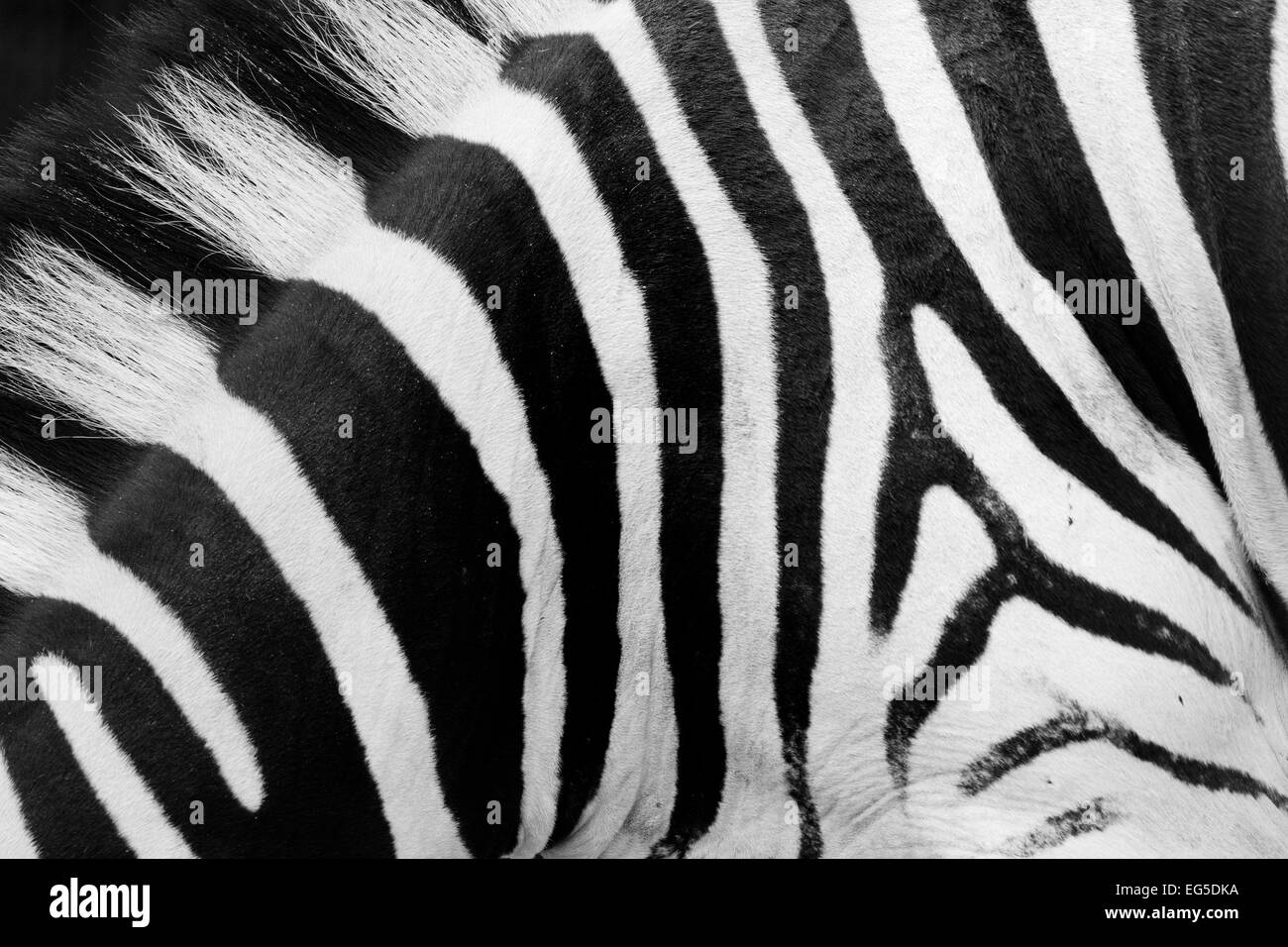 Real Zebra Stripes