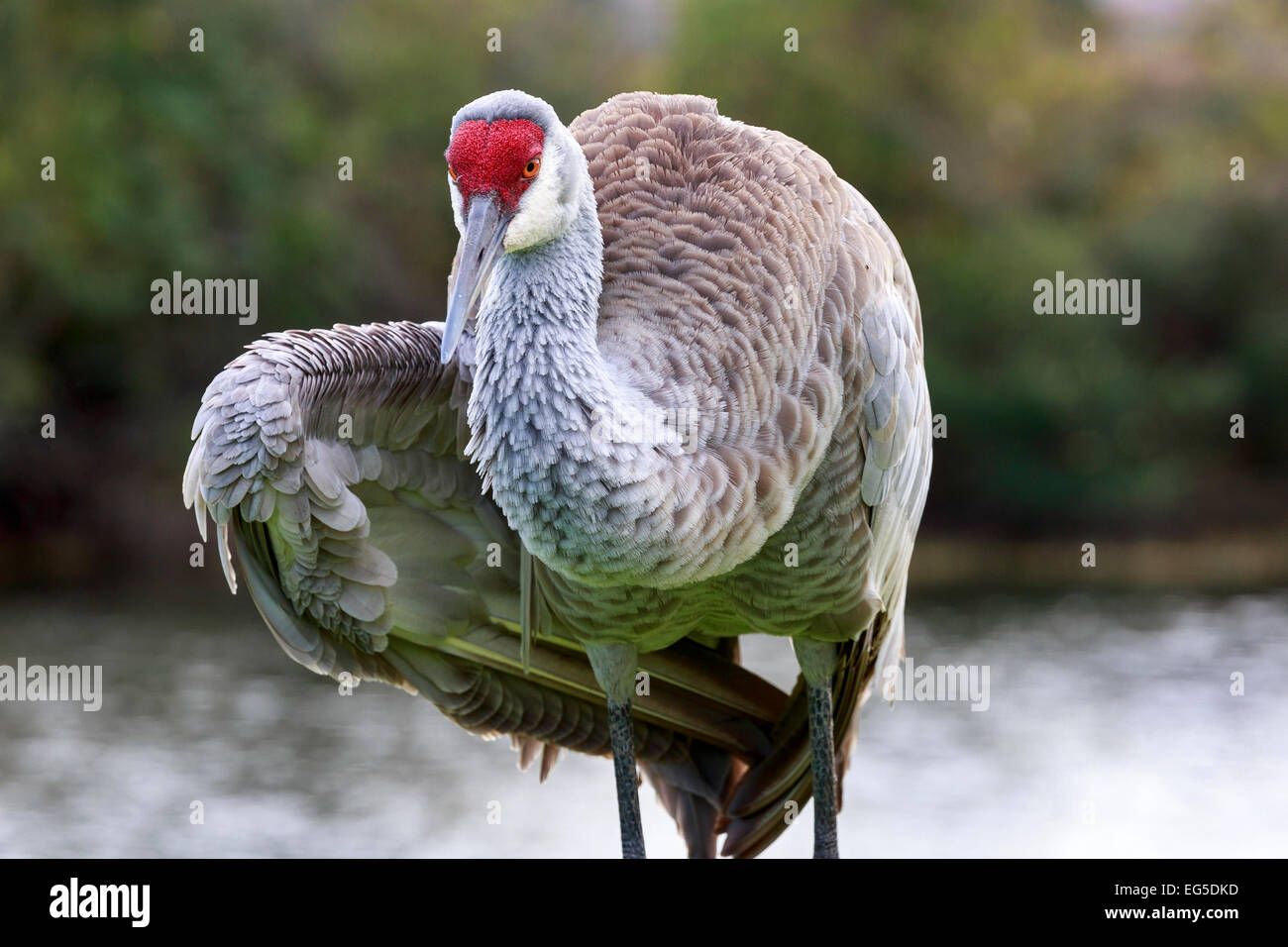 Wild Florida Sandhill crane standing by water, Orlando, Florida ...