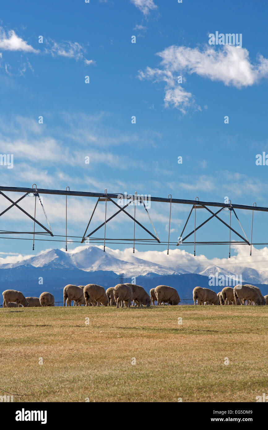 Ft. Collins, Colorado - Sheep graze below irrigation equipment on a ...