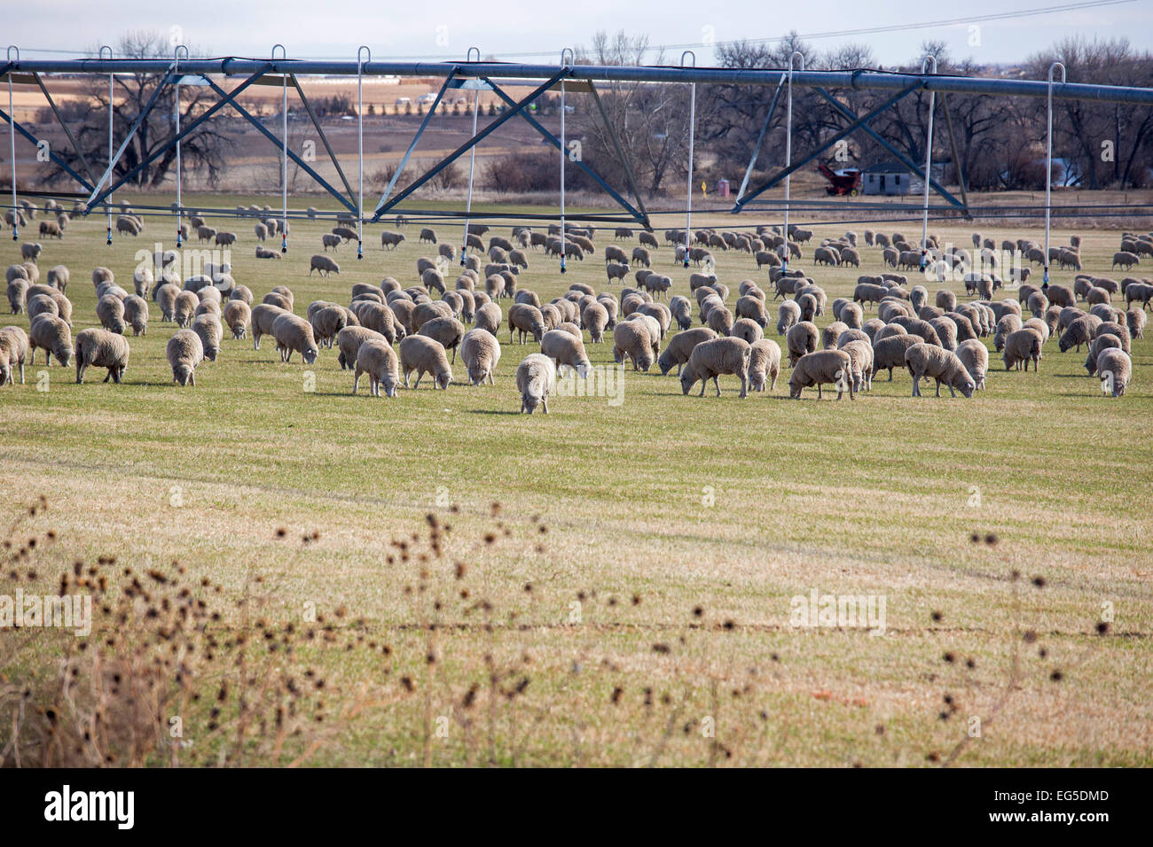 Sheep and irrigation hi-res stock photography and images - Alamy