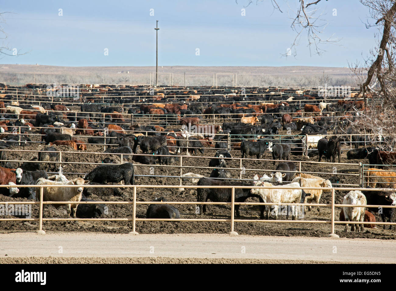 Kersey, Colorado - A cattle feedlot operated by JBS Five Rivers Cattle ...