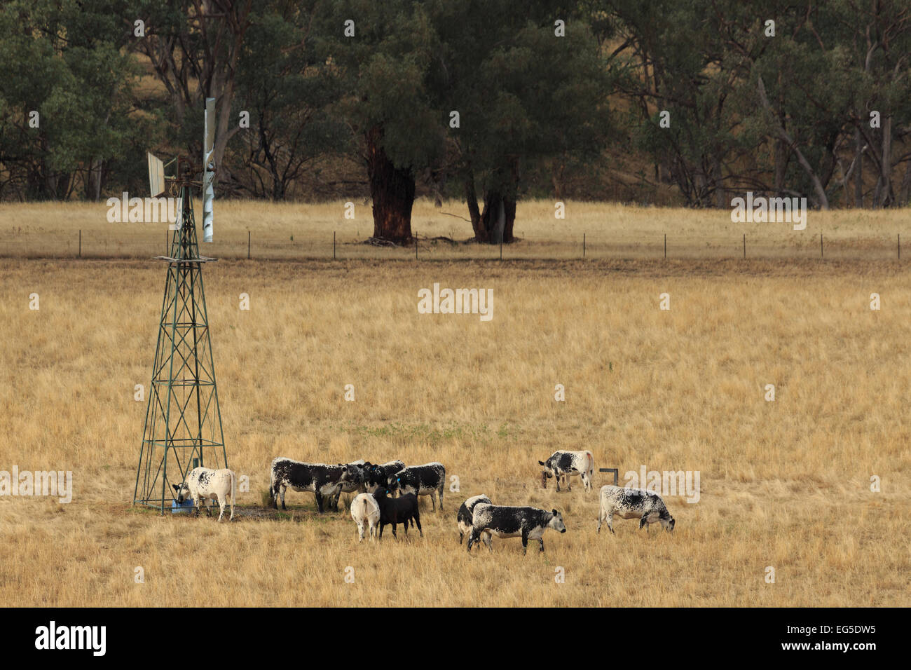 A photograph of a some thirsty cattle at a windmill on a farm in ...