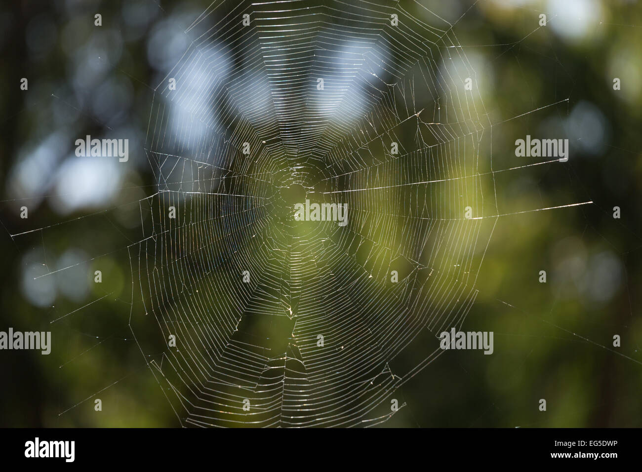 Australian spiders hi-res stock photography and images - Alamy